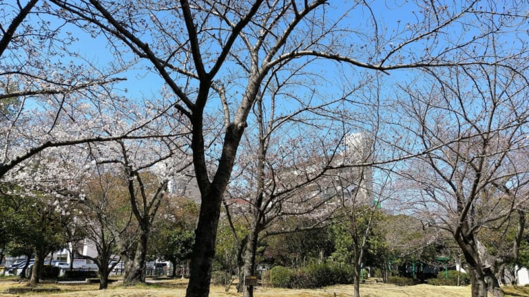 【四日市市】今年はどこにお花見行く？桜まつり情報をまとめました！現在の開花状況も☆ | 号外NET 四日市市